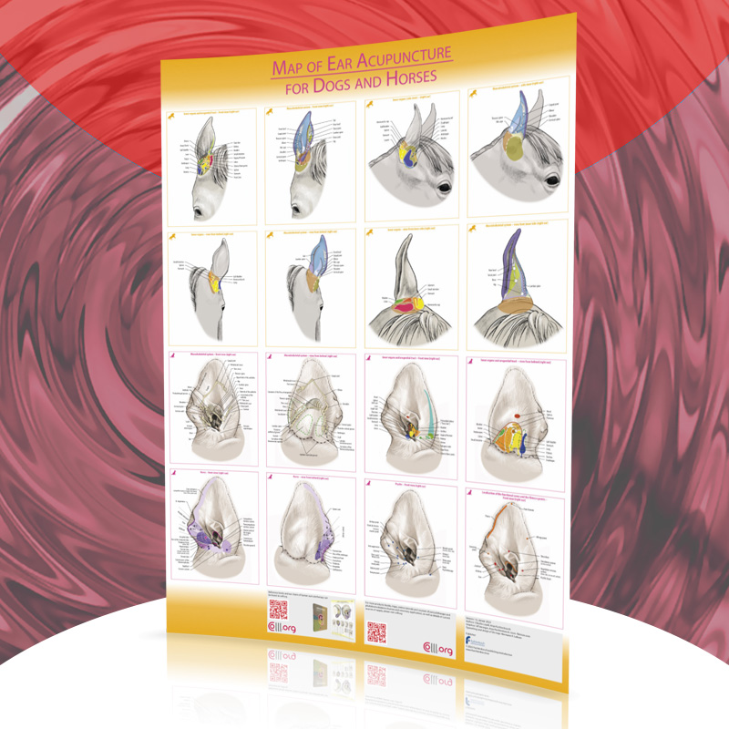 Colll.org | Map of Ear Acupuncture for Dogs and Horses